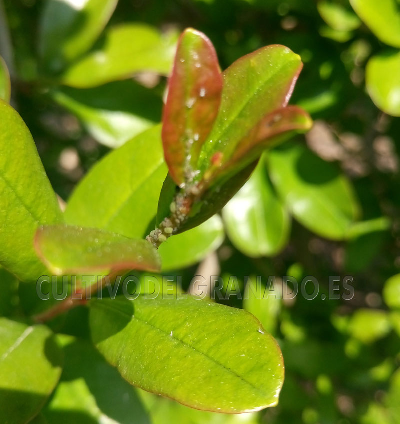 Tratamiento para pulgón en granado ⋆ El Cultivo del granado⋆
