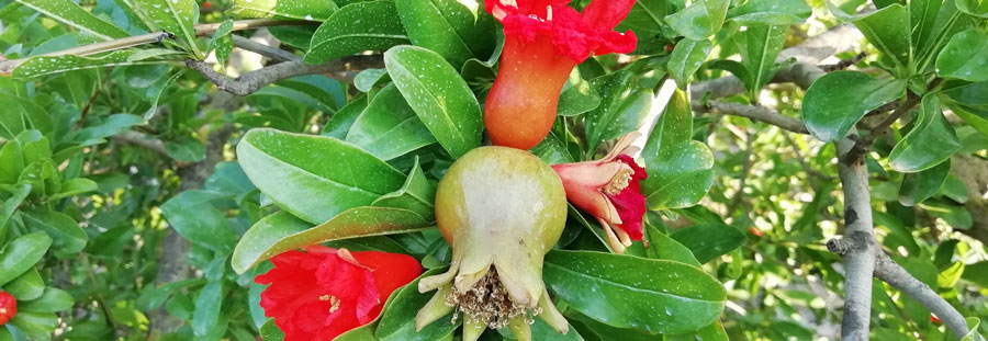 principal-aclareo ⋆ El Cultivo del granado⋆