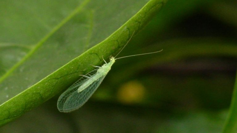 Crisopa (Chrysoperla carnea) ⋆ El Cultivo del granado ⋆